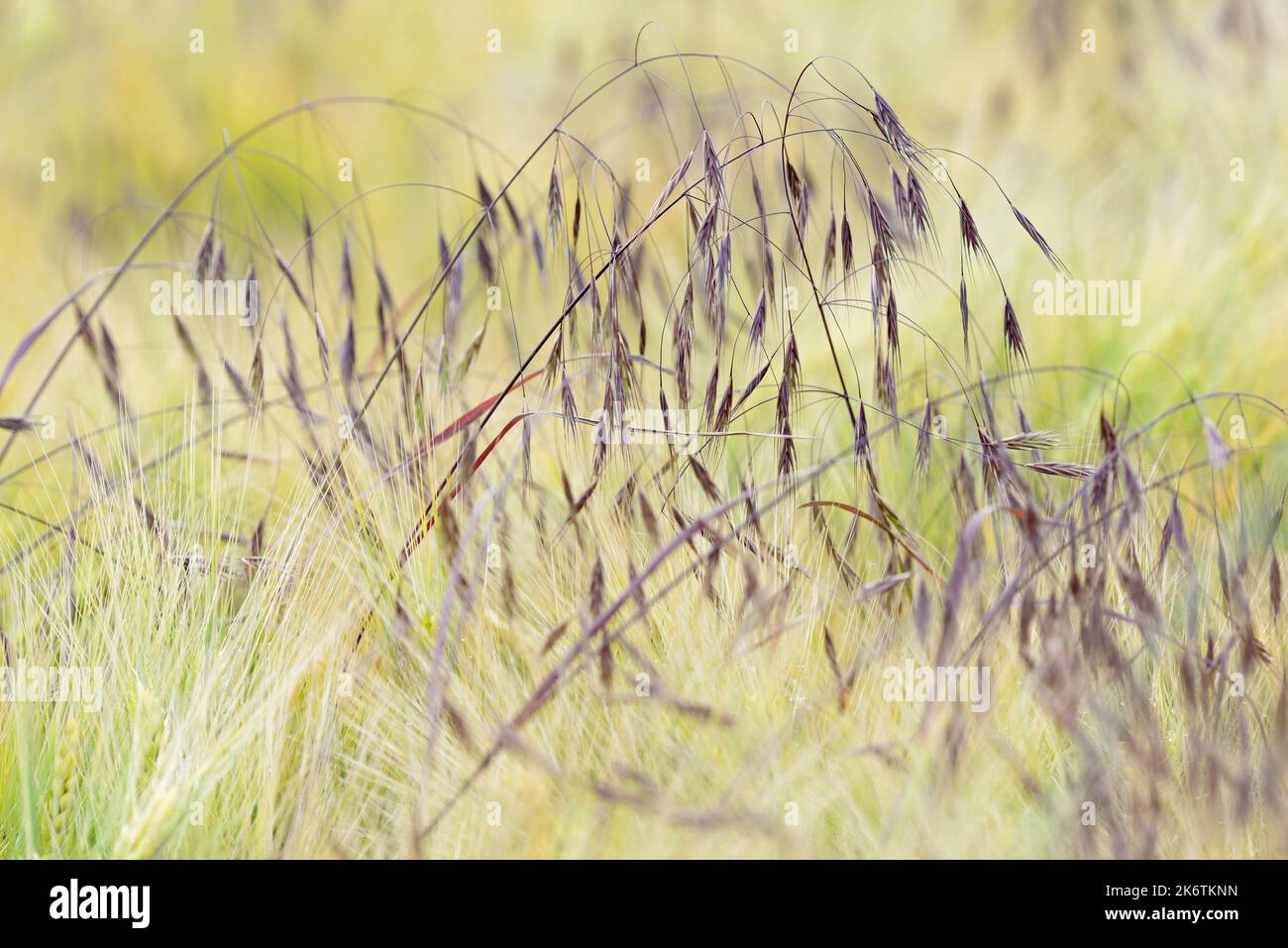 Growing sweetgrass hi-res stock photography and images - Alamy