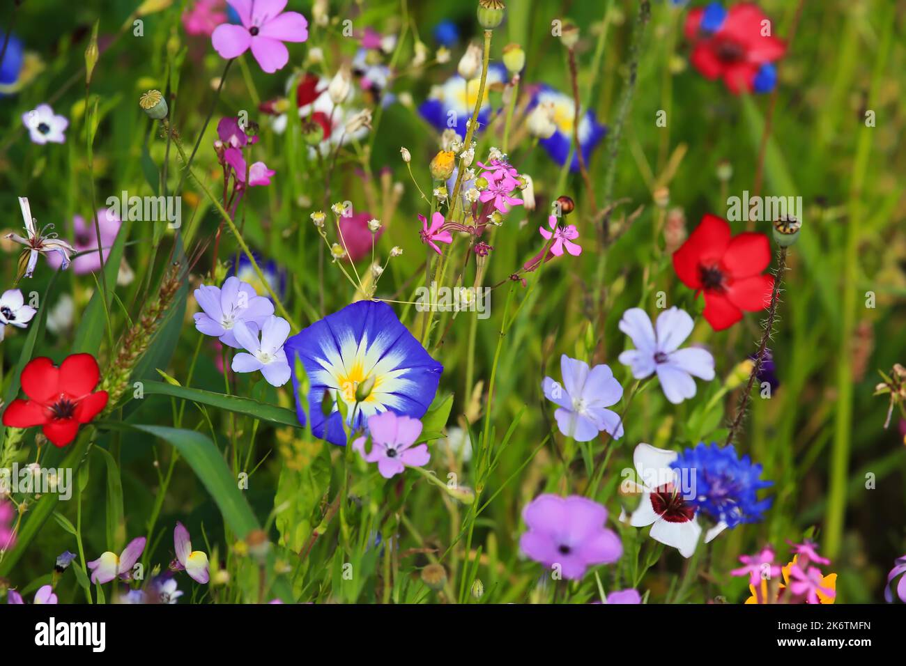 Primary colour hi-res stock photography and images - Alamy