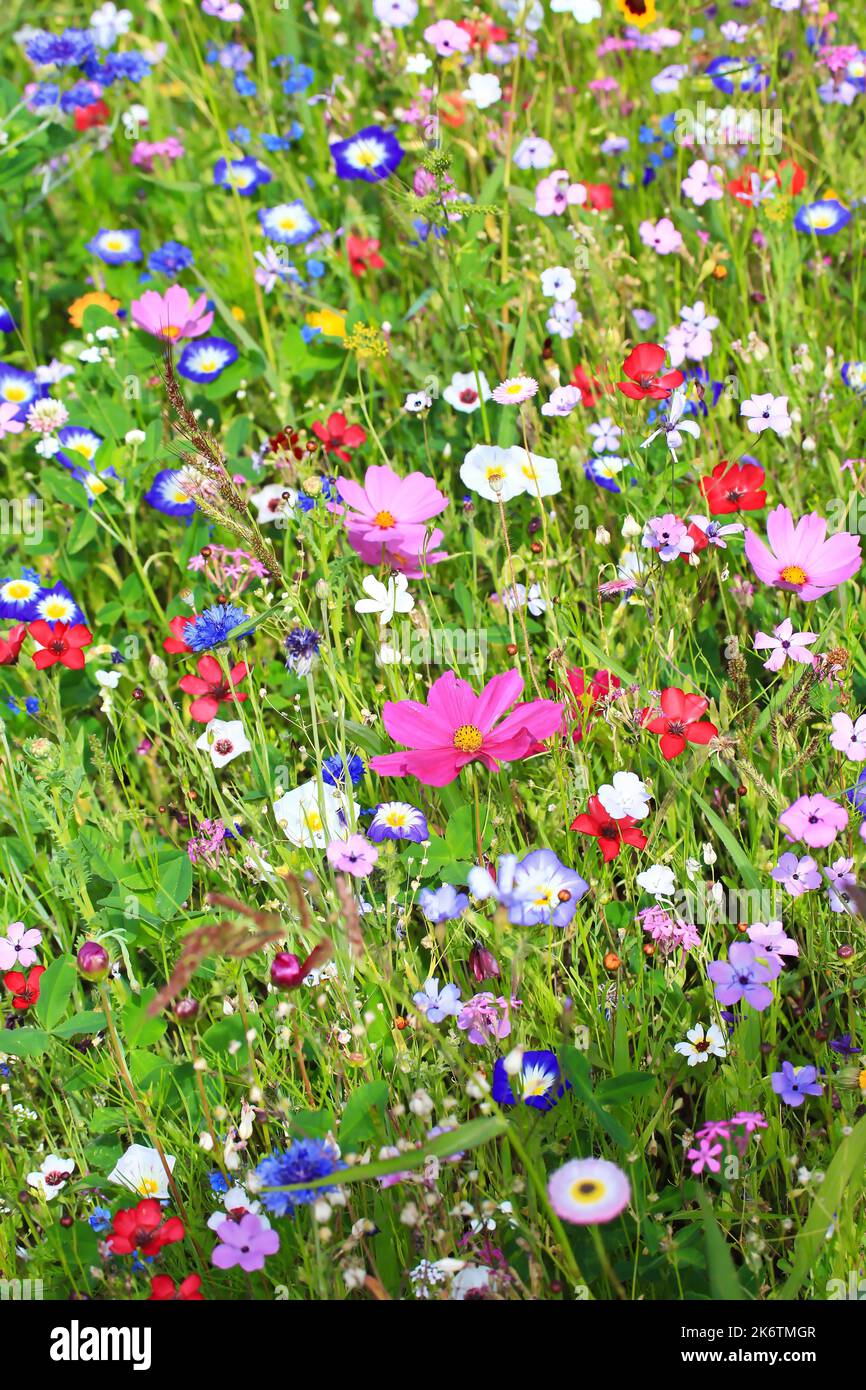 Primary colour hi-res stock photography and images - Alamy