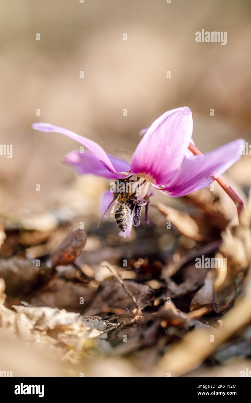 Flowering dog's tooth violet (Erythronium dens-canis) with bee, Styria ...