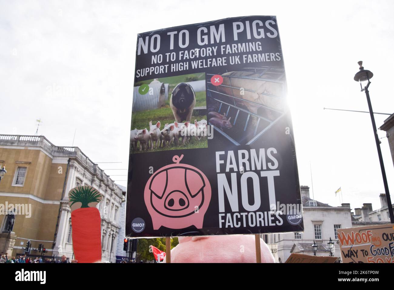 Genetically modified pigs hi-res stock photography and images - Alamy