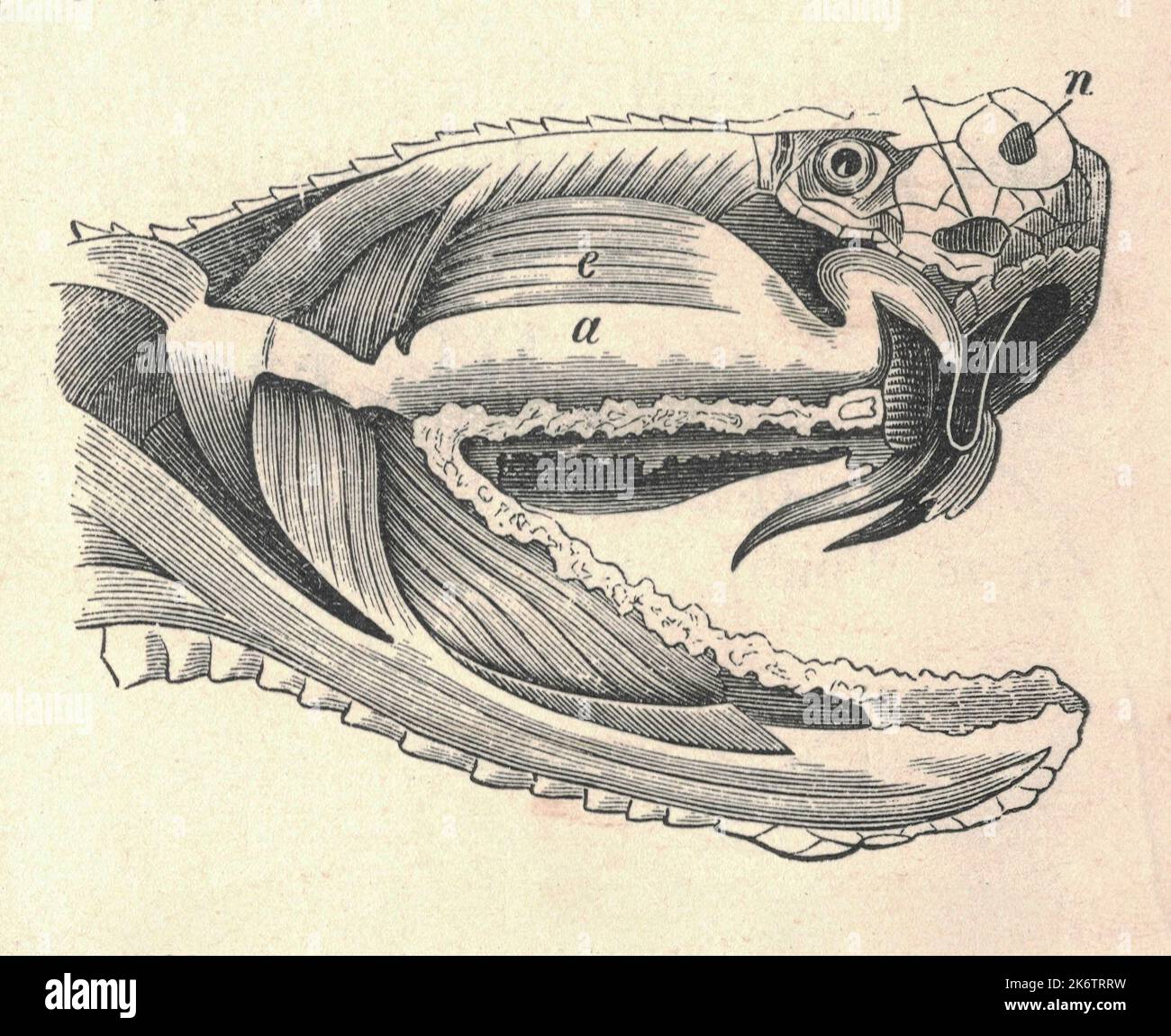 Snake cross section hi-res stock photography and images - Alamy