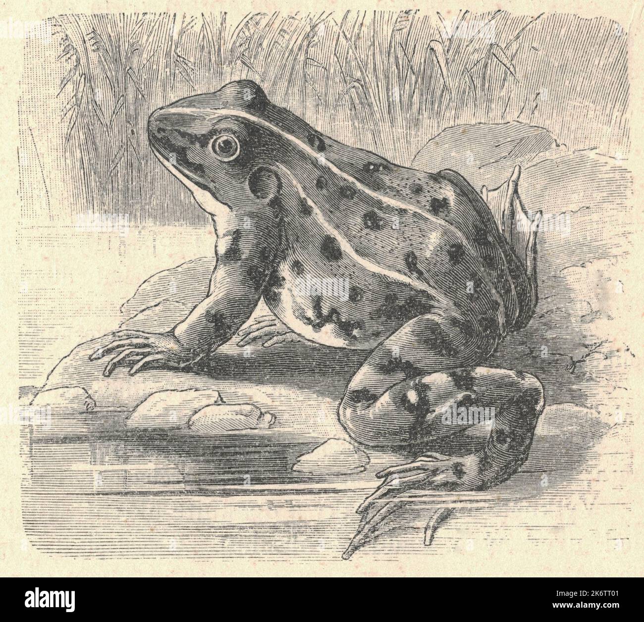 Spotted Frog Drawing