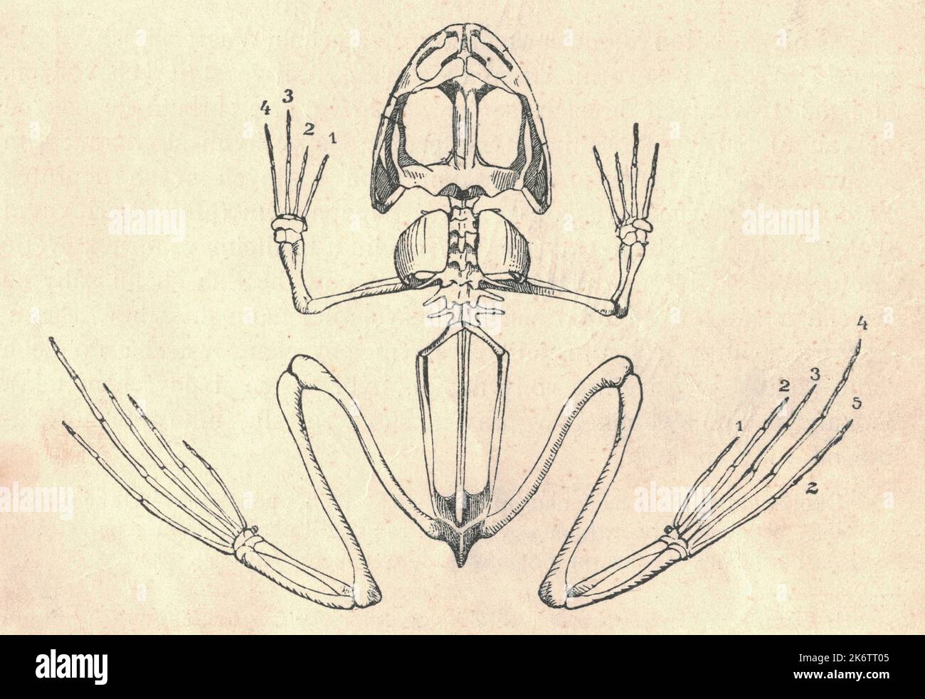 Antique engraved illustration of the edible frog skeleton. Vintage ...