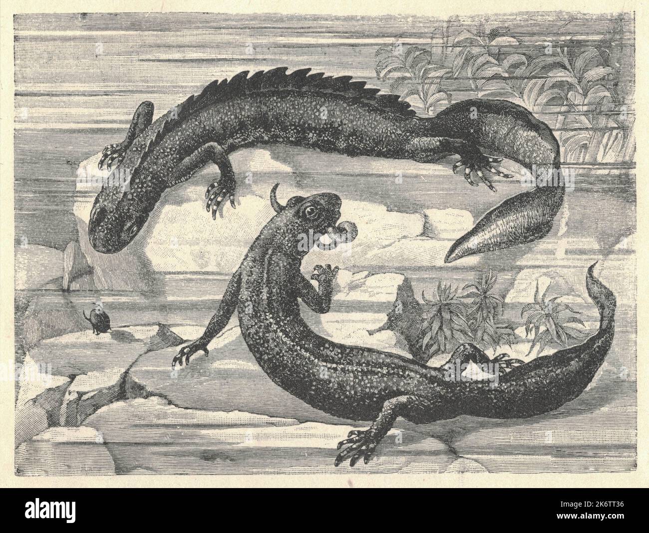Illustration from through siberia hi-res stock photography and images ...