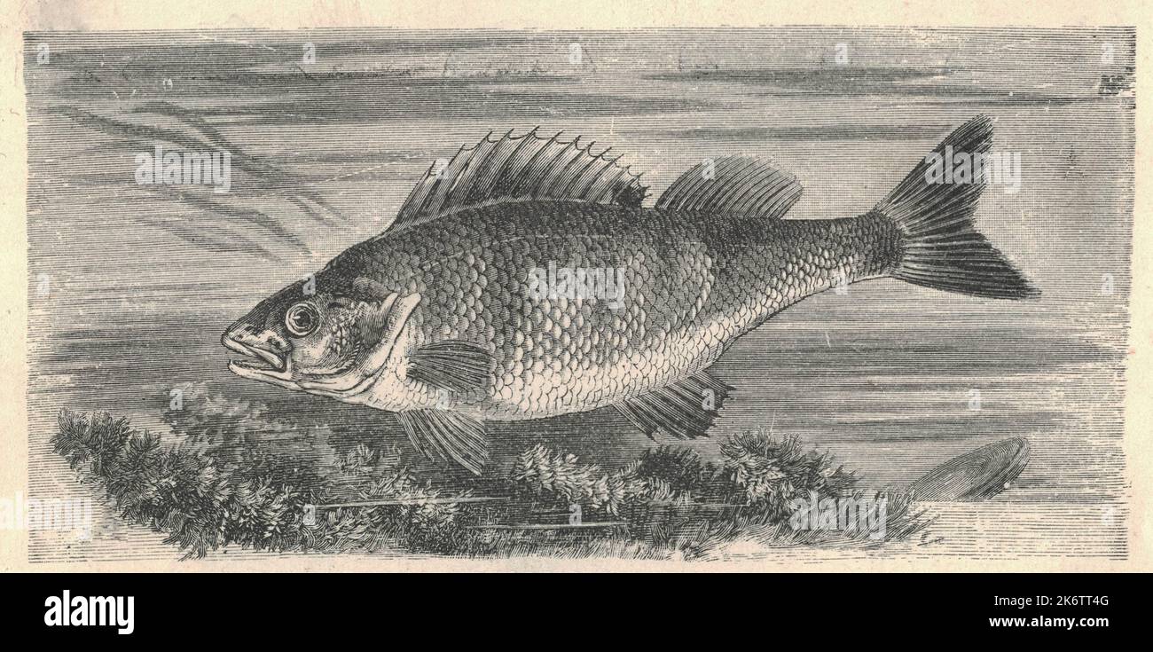 Antique engraved illustration of the European perch. Vintage ...
