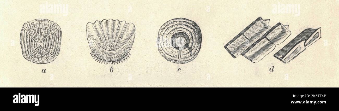 Antique engraved illustration of the fish scales. Vintage illustration ...