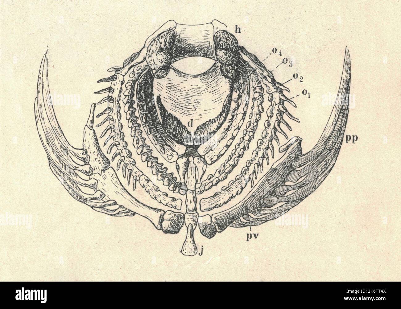 Antique engraved illustration of the hyoid bone and gills of European ...
