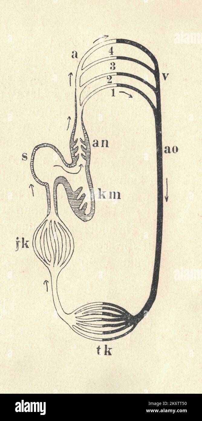 Antique illustration of the fish blood circulation. Antique ...
