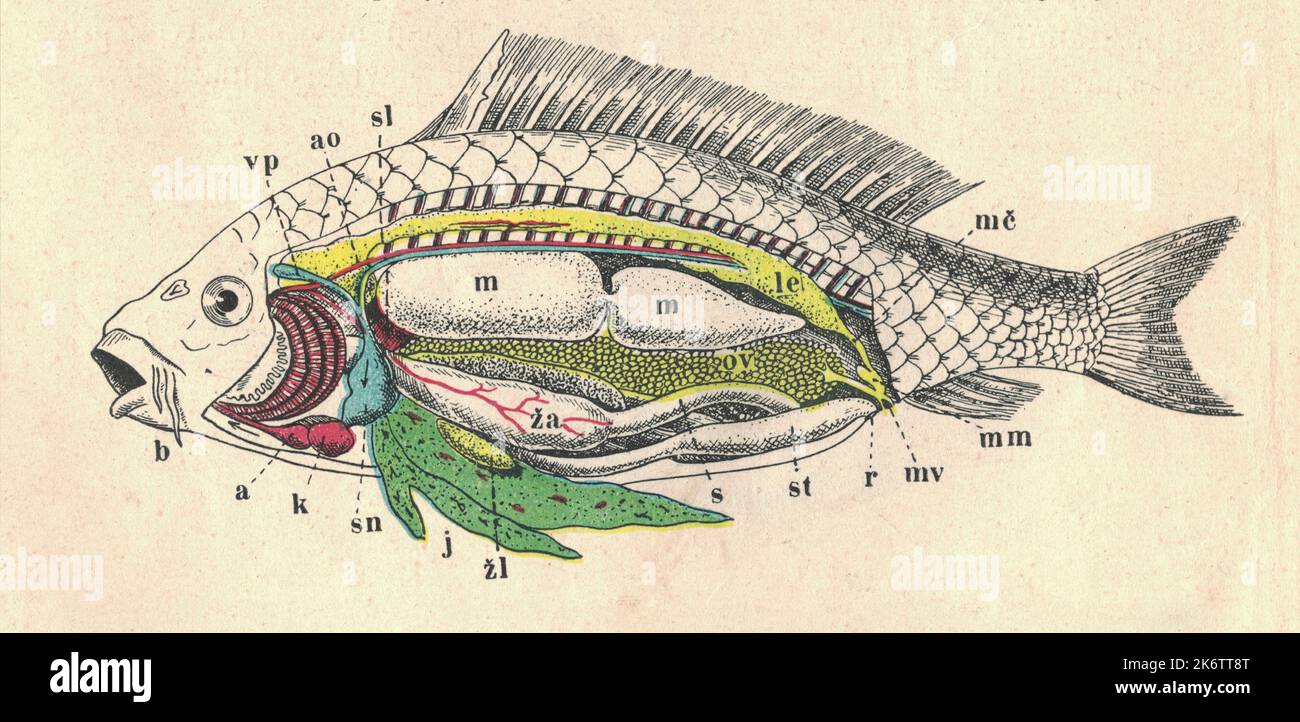 Antique illustration of the carp viscera. Vintage illustration of the ...