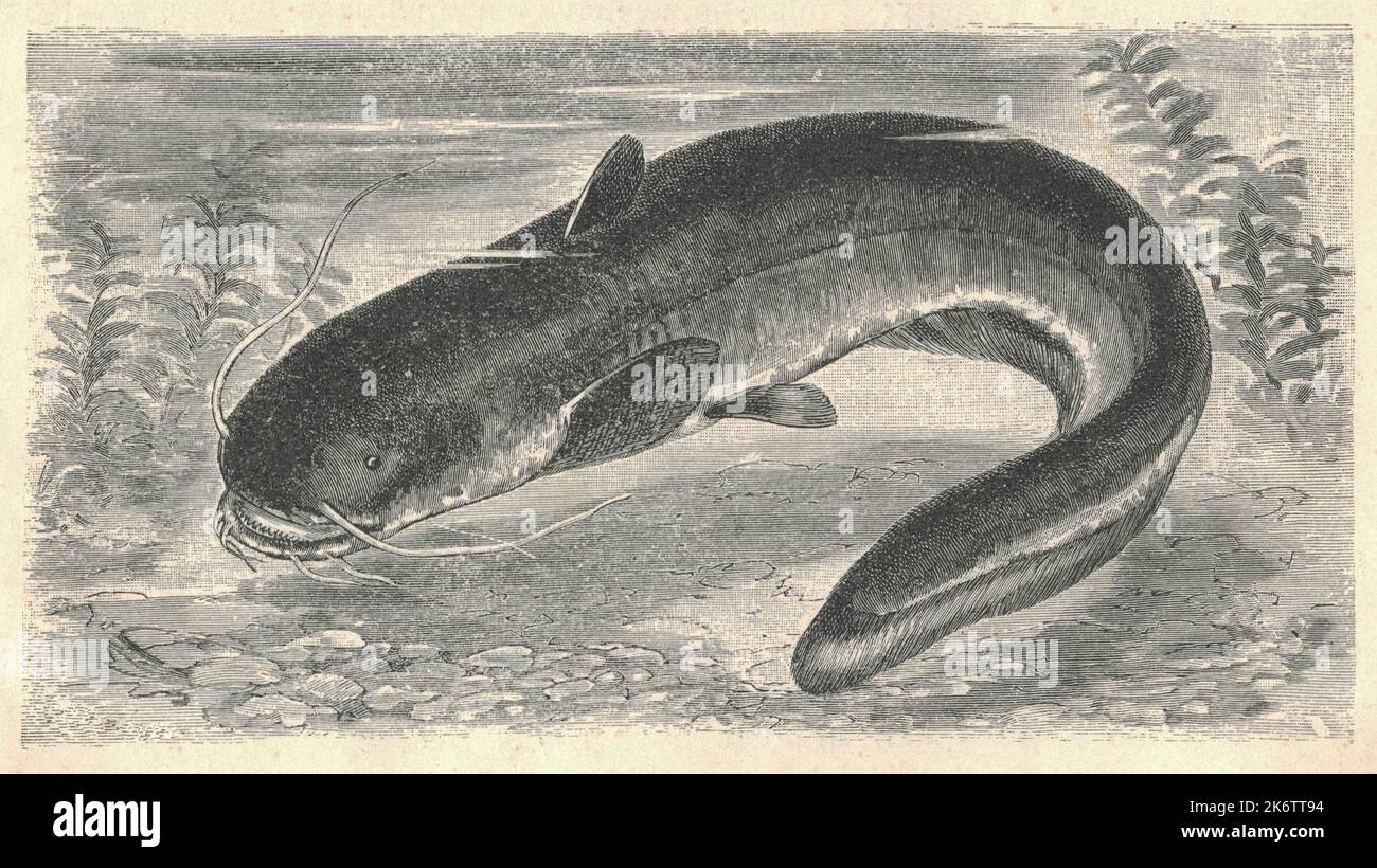 Native to western turkey hi-res stock photography and images - Alamy