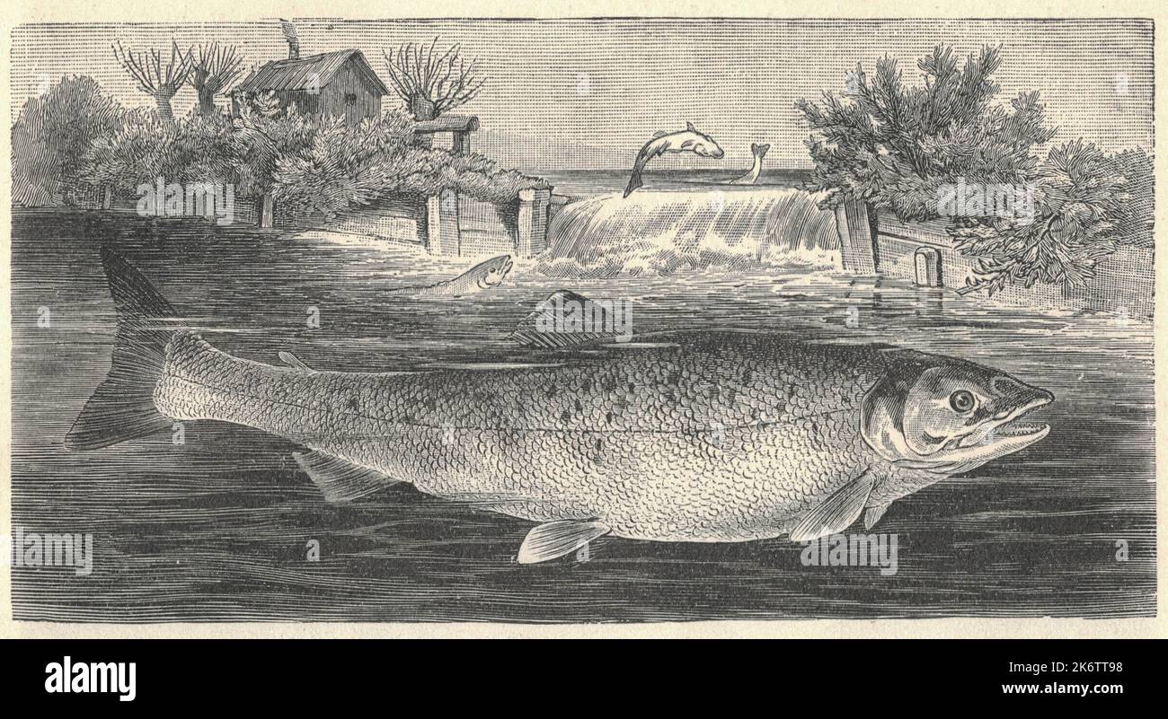 Antique illustration of the Atlantic salmon. Vintage illustration of ...