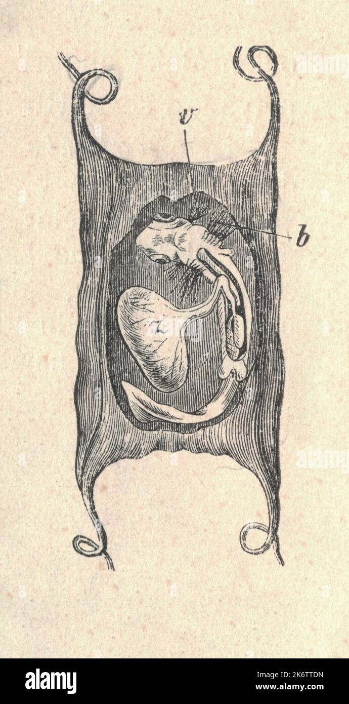 Antique illustration of the shark egg with embryo sac. Vintage ...