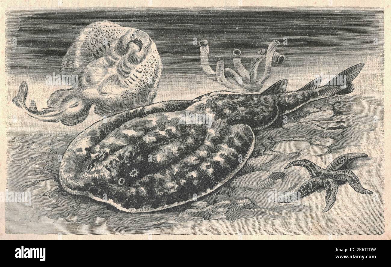 Antique illustration of the electric ray. Vintage illustration of the numbfish. Antique picture ...