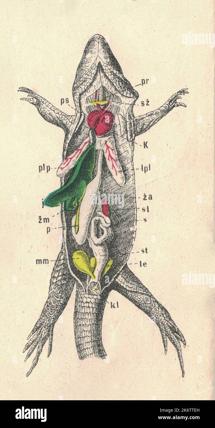 Antique engraved illustration of the sand lizard viscera. Vintage ...