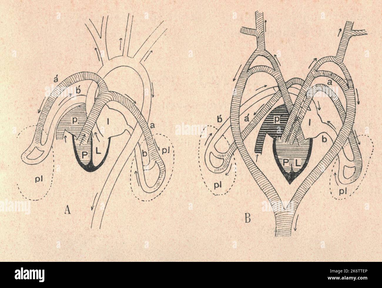 Antique engraved illustration of the mamalian heart (A) and the reptile ...
