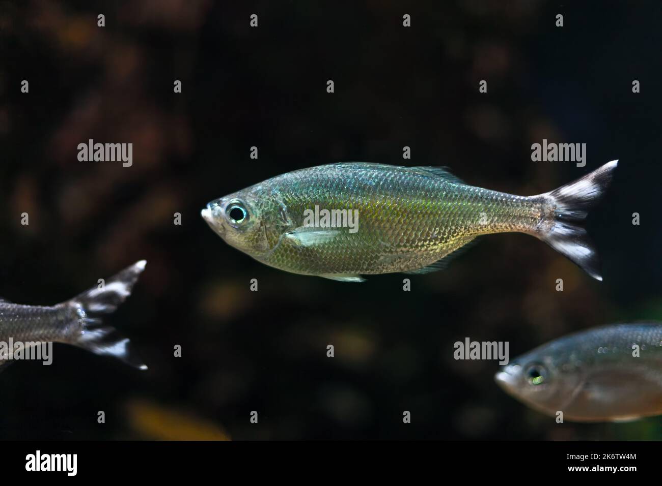 Fish in Amazon river . Silver fish in deep water Stock Photo - Alamy