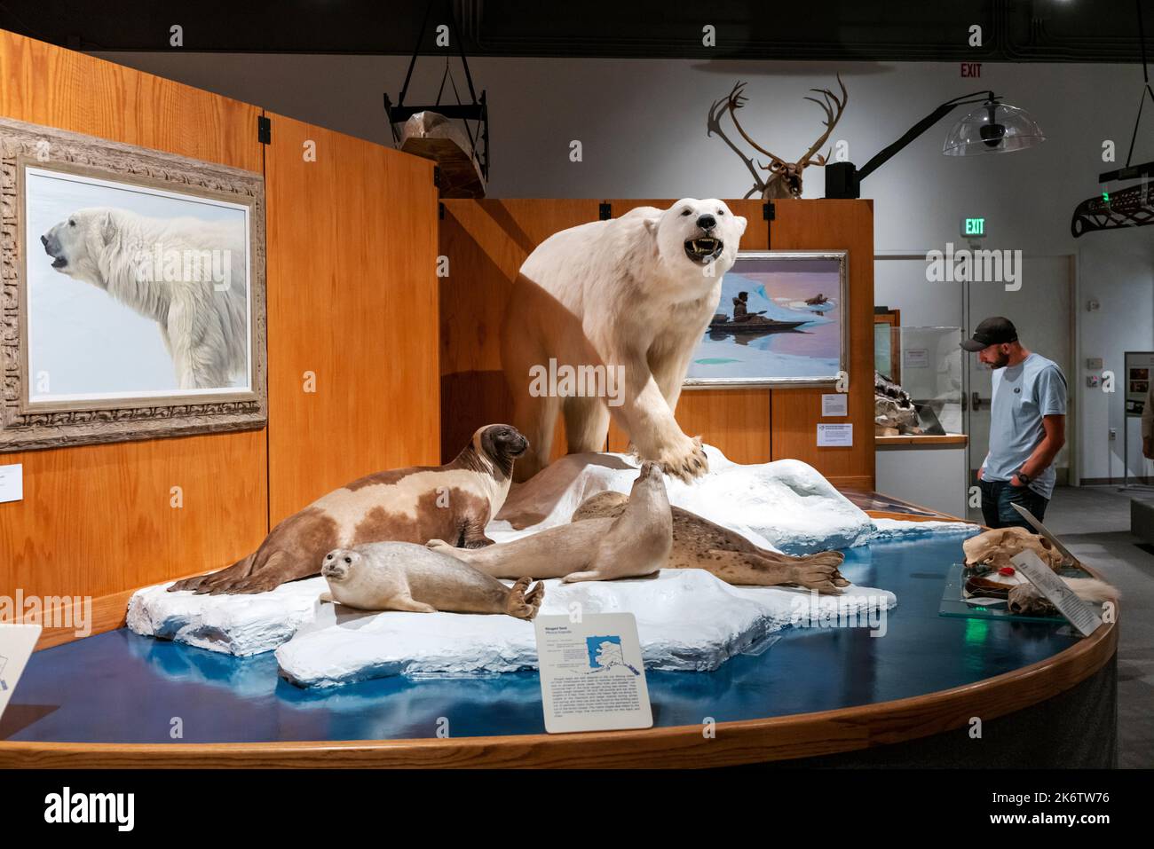 Large stuffed Polar Bear; University of Alaska; Museum of the North ...