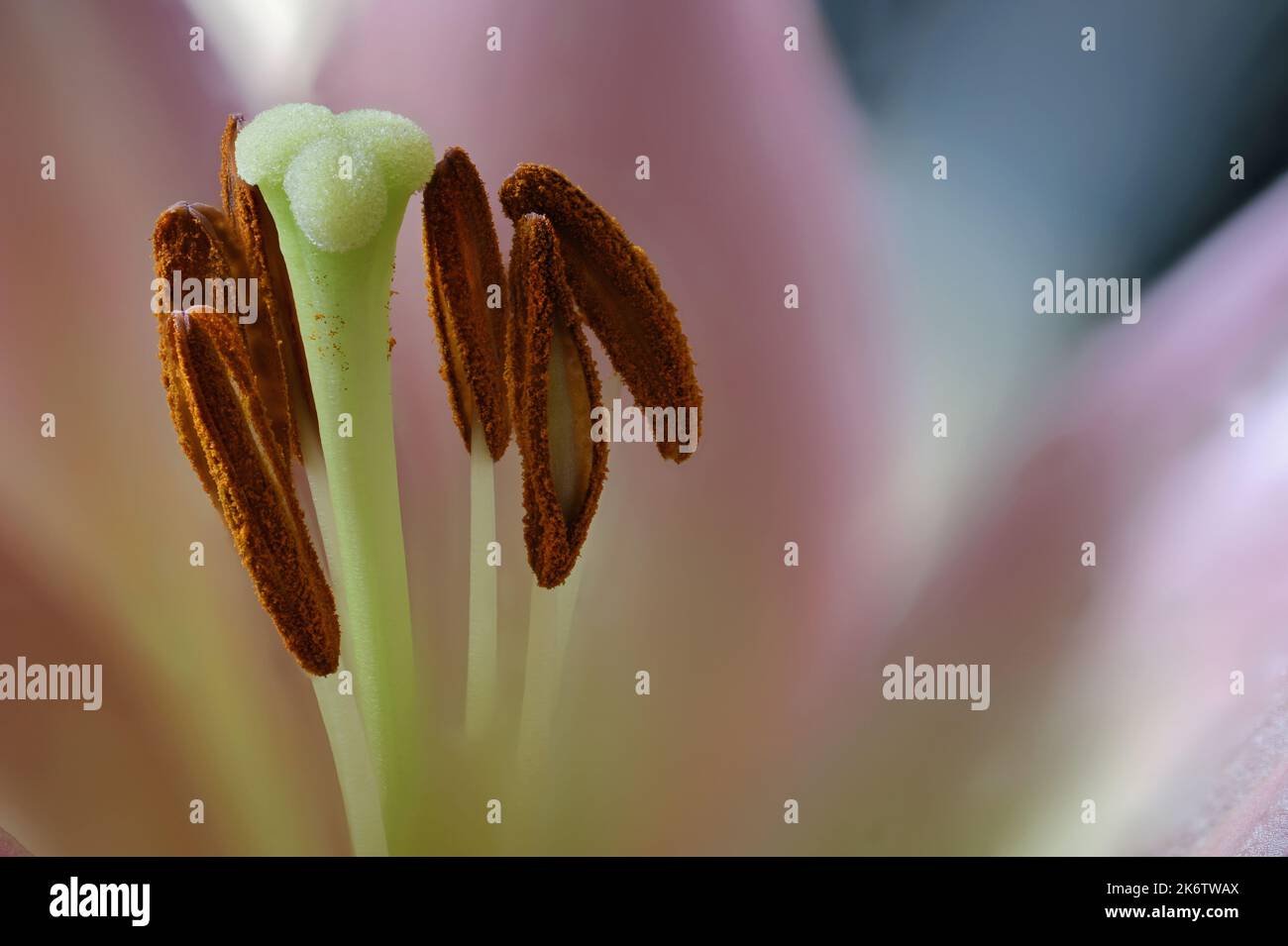 Light Pink Lily photographed at a botanical garden in New Mexico Stock ...