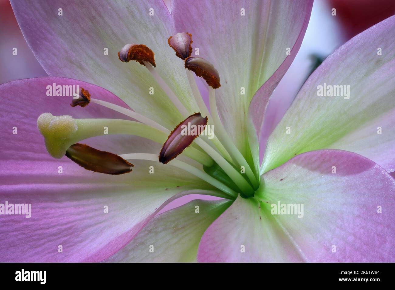 Light Pink Lily photographed at a botanical garden in New Mexico Stock ...