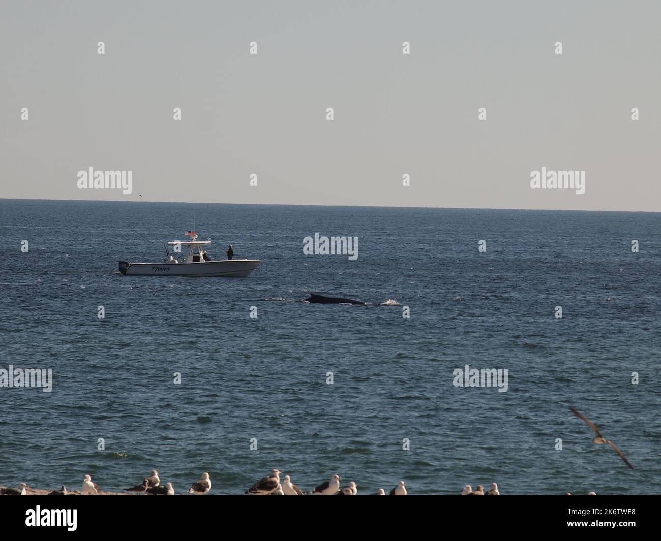Small boat trailing a humpback whale hi-res stock photography and ...