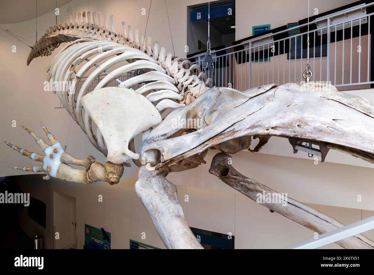 Bowhead Whale; Balaena mysticetus; agviq; University of Alaska; Museum ...