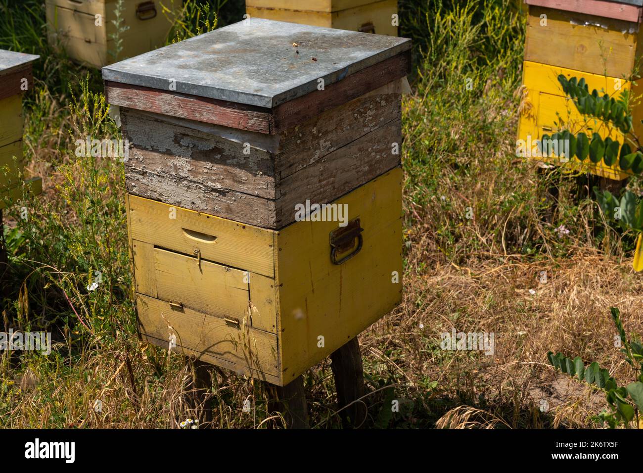 Honey bee houses or hives in Moldova region of Romania Stock Photo - Alamy
