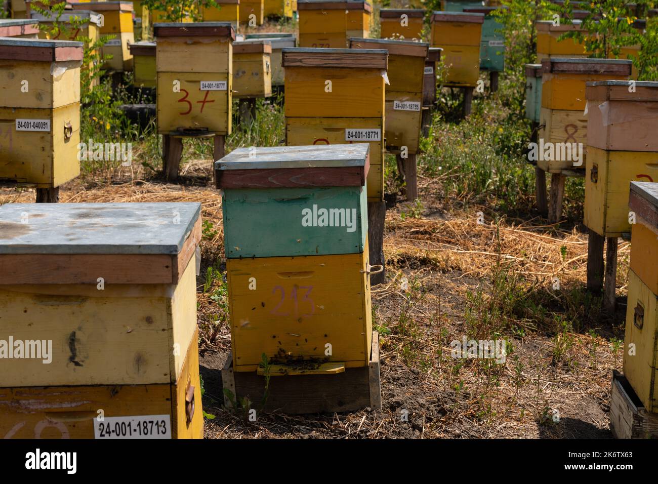 Honey bee houses or hives in Moldova region of Romania Stock Photo - Alamy