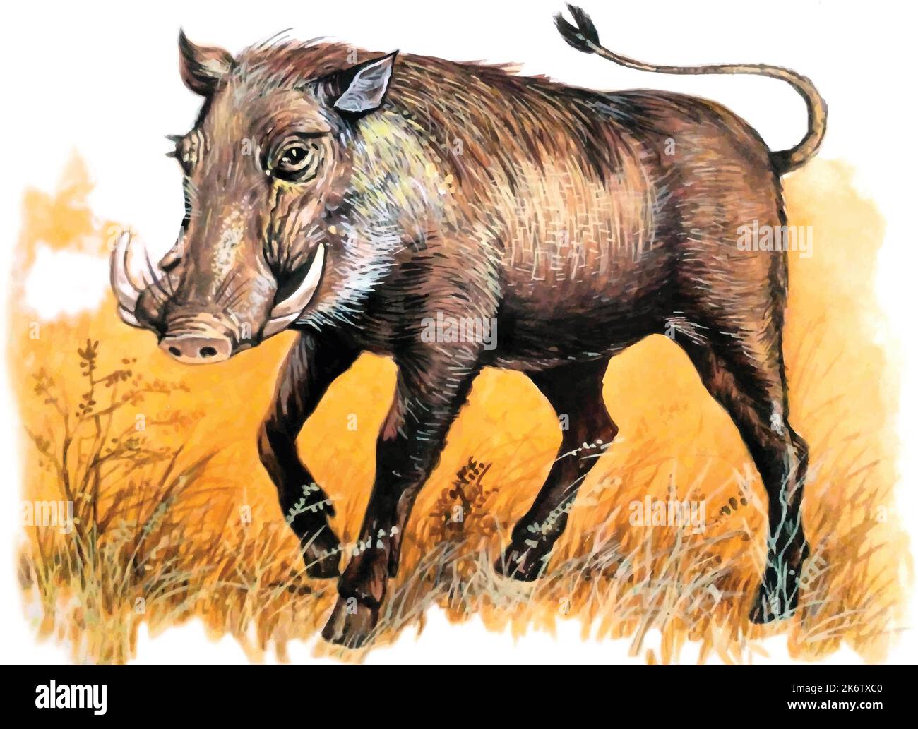 Warthog wall art hi-res stock photography and images - Alamy