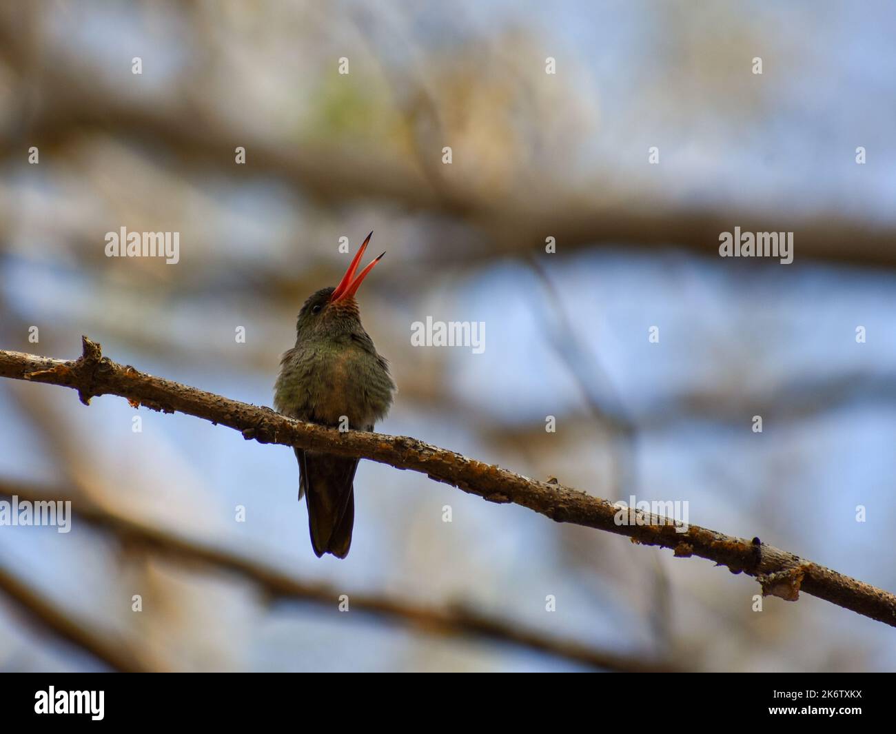 gilded sapphire (Hylocharis chrysura), also known as the gilded ...