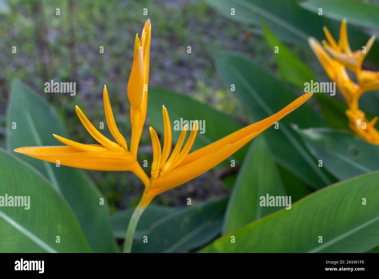 Heliconia psittacorum golden tourch hi-res stock photography and images ...