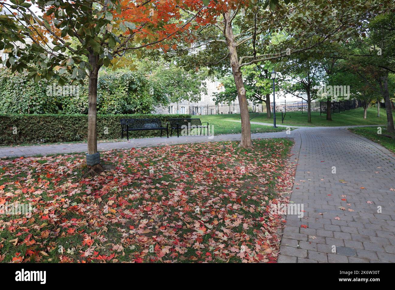 Divergent path amidst fall colored urban park Stock Photo - Alamy