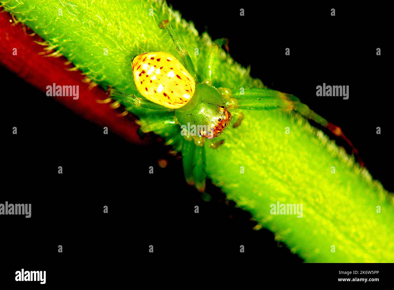 Green crab spider (Diaea ambara Stock Photo - Alamy