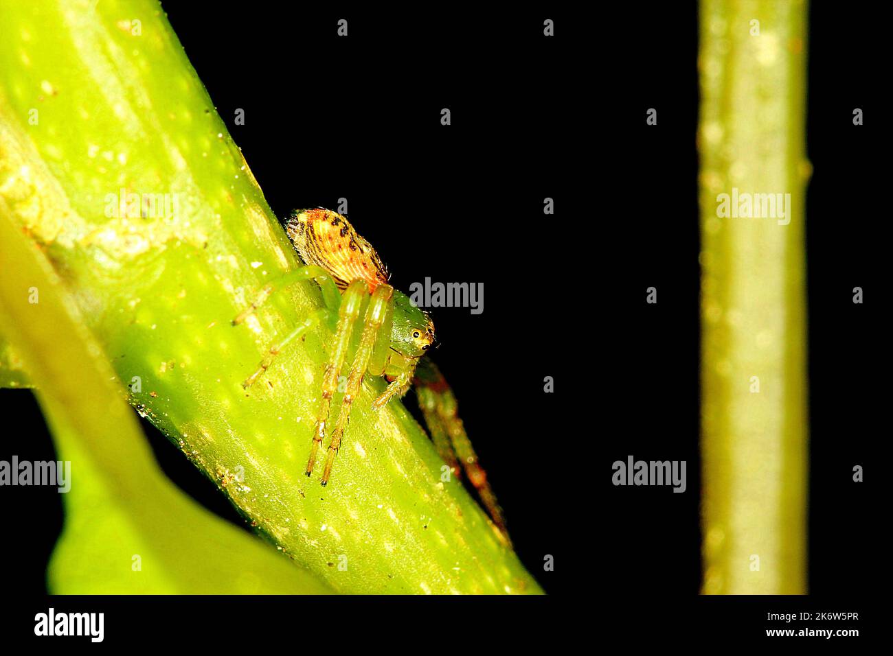 Green crab spider (Diaea ambara Stock Photo - Alamy
