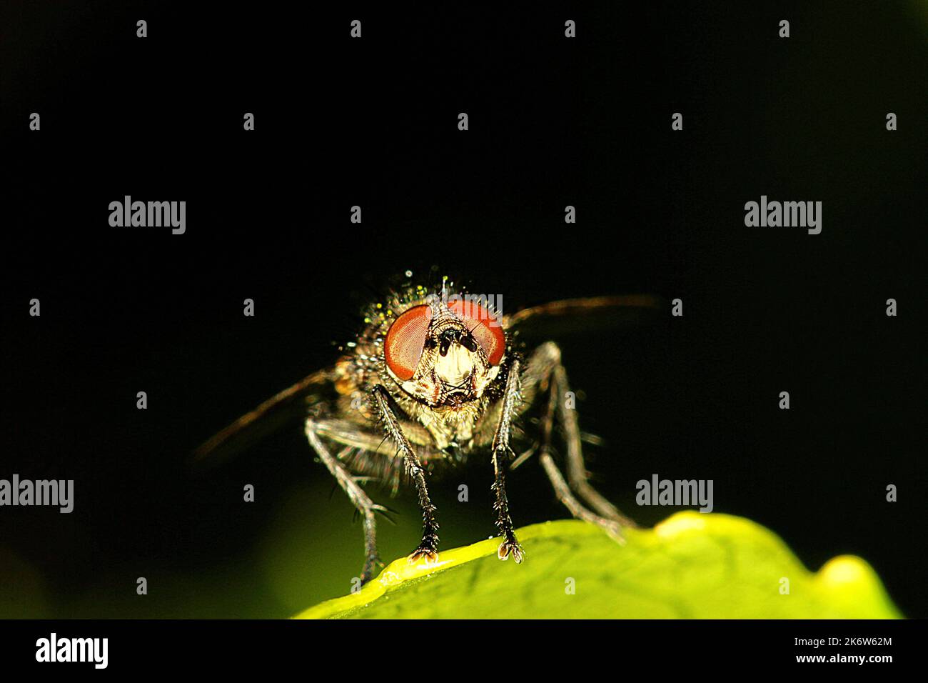 Head view of muscoid fly eyes Stock Photo - Alamy