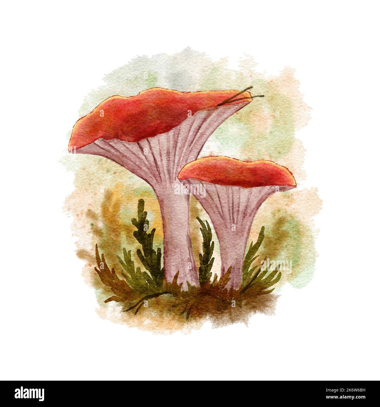 Hand drawn watercolor forest mushroom, edible poisonous fungi in wood ...