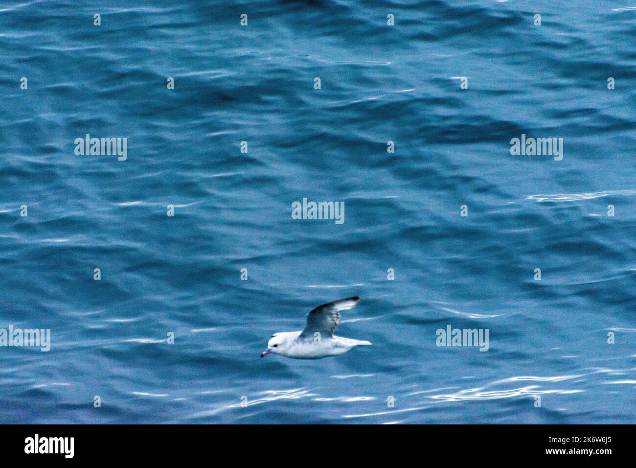 southern fulmar flying alongside cruise ship. dallmann bay. antarctic ...