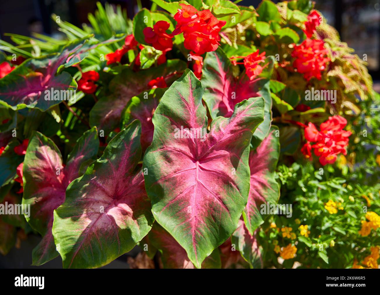 Colorful Caladium leaf with other foliage Stock Photo - Alamy
