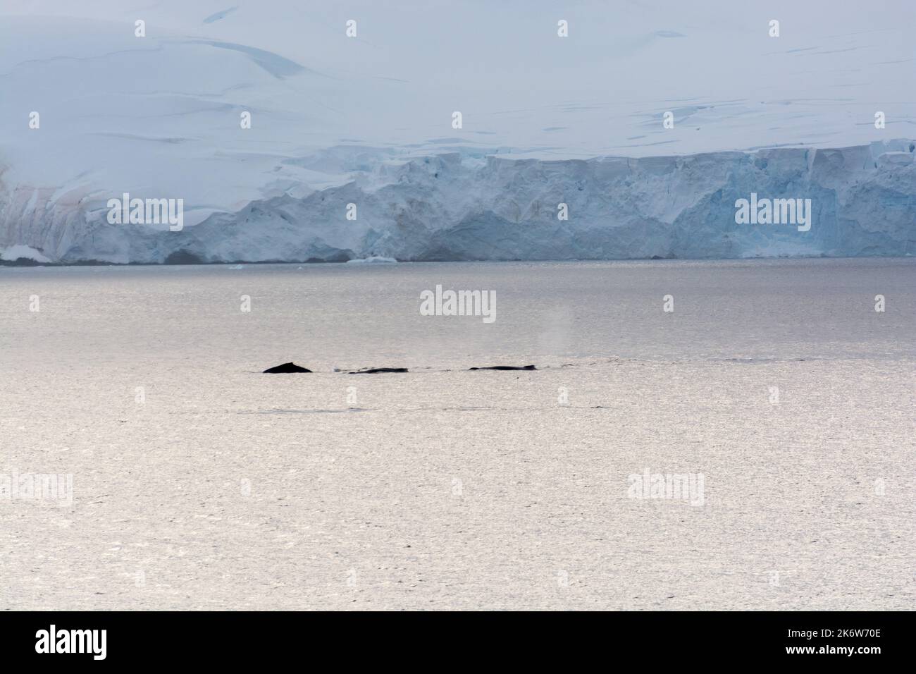 humpback whale pod in front of ice cliffs. dallmann bay. antarctic ...