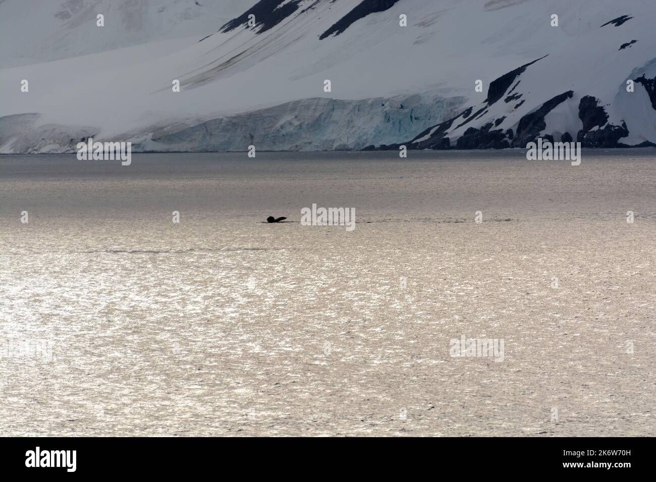 humpback whale showing tail fluke in front of ice cliffs. dallmann bay ...