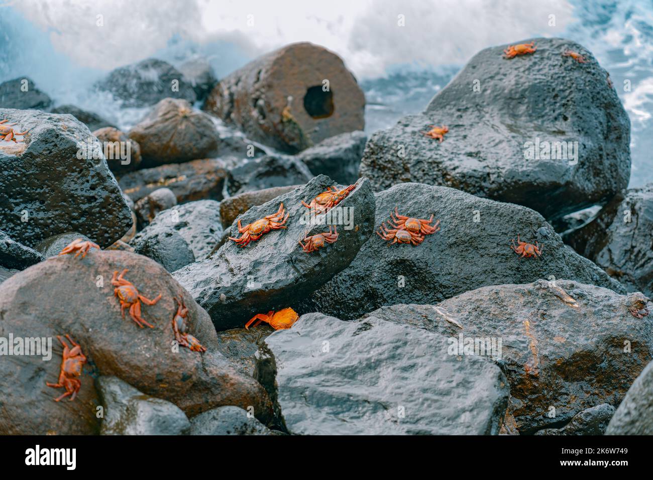 Crabs in stone hi-res stock photography and images - Alamy
