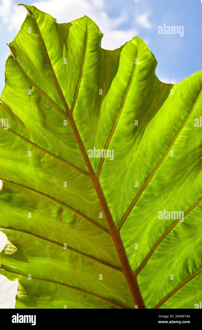 Colorful elephant ear leaf hi-res stock photography and images - Alamy