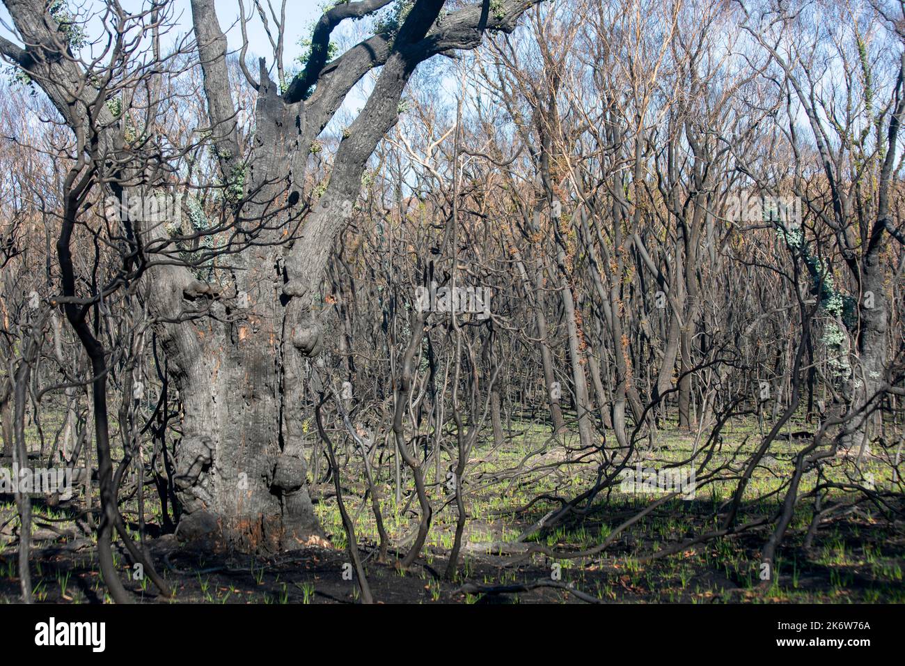 Heathy woodland with a gnarled tree in the Bunyip state park after a ...