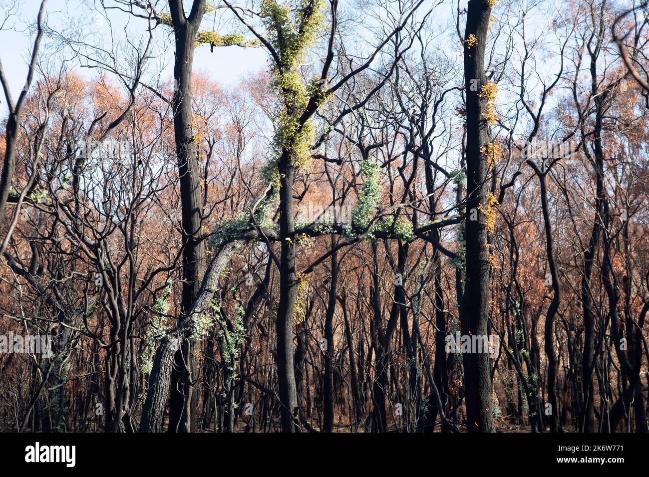 Regenerating landscape after a bushfire in the Dandenong ranges Stock ...