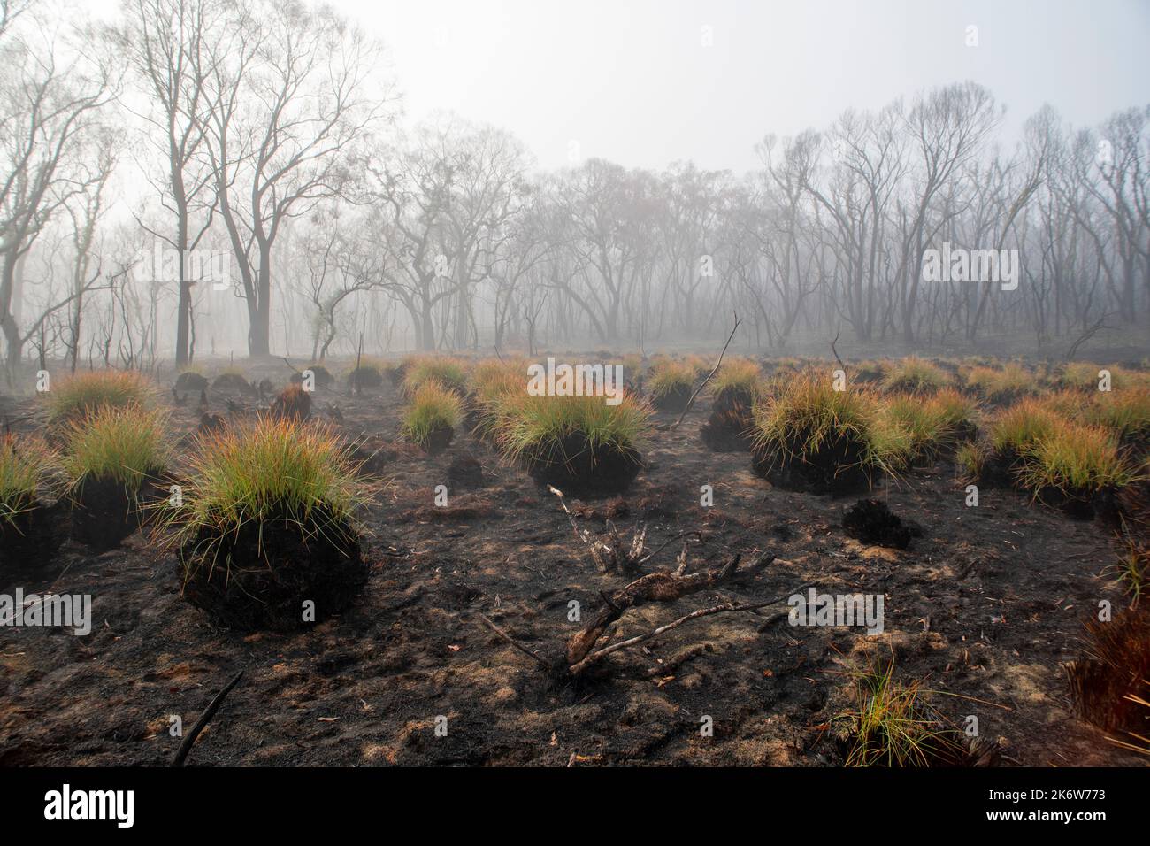 Regenerating button grasses on a foggy morning in an Australian ...