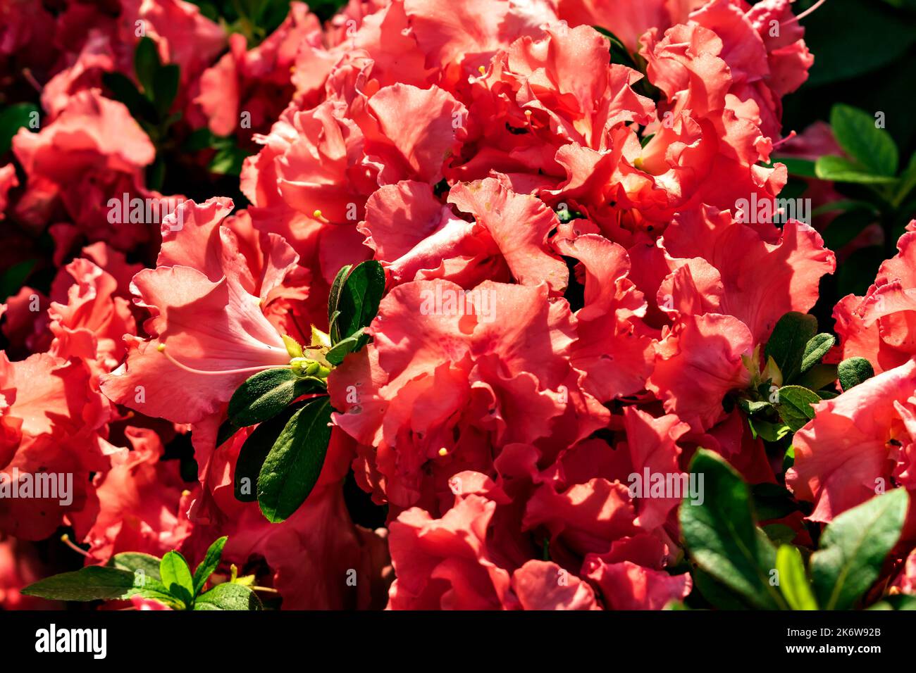 The red flowers of the Indian azalea are in bloom Stock Photo - Alamy