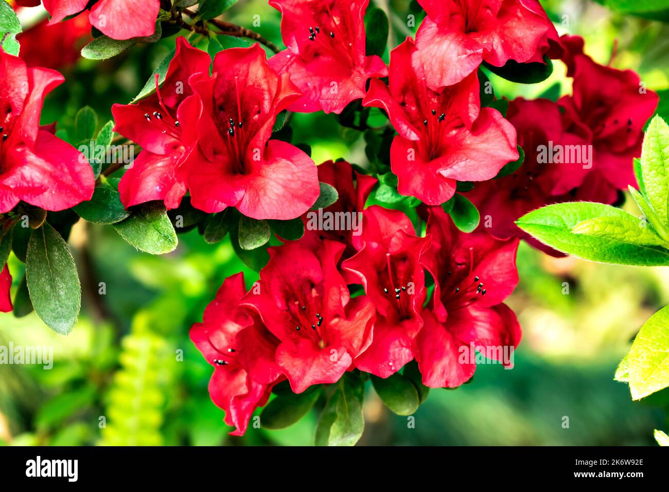 The red flowers of the Indian azalea are in bloom Stock Photo - Alamy