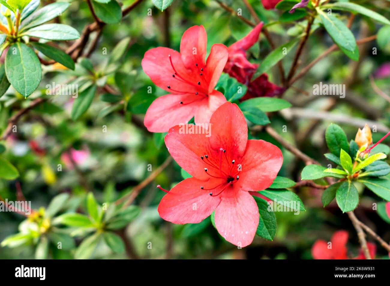 The red flowers of the Indian azalea are in bloom Stock Photo - Alamy