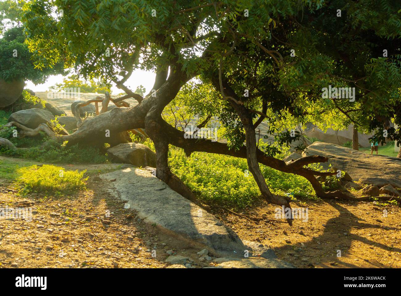 Mahabalipuram, Tamil Nadu, South India, 3rd of Janury, 2020: A tree ...