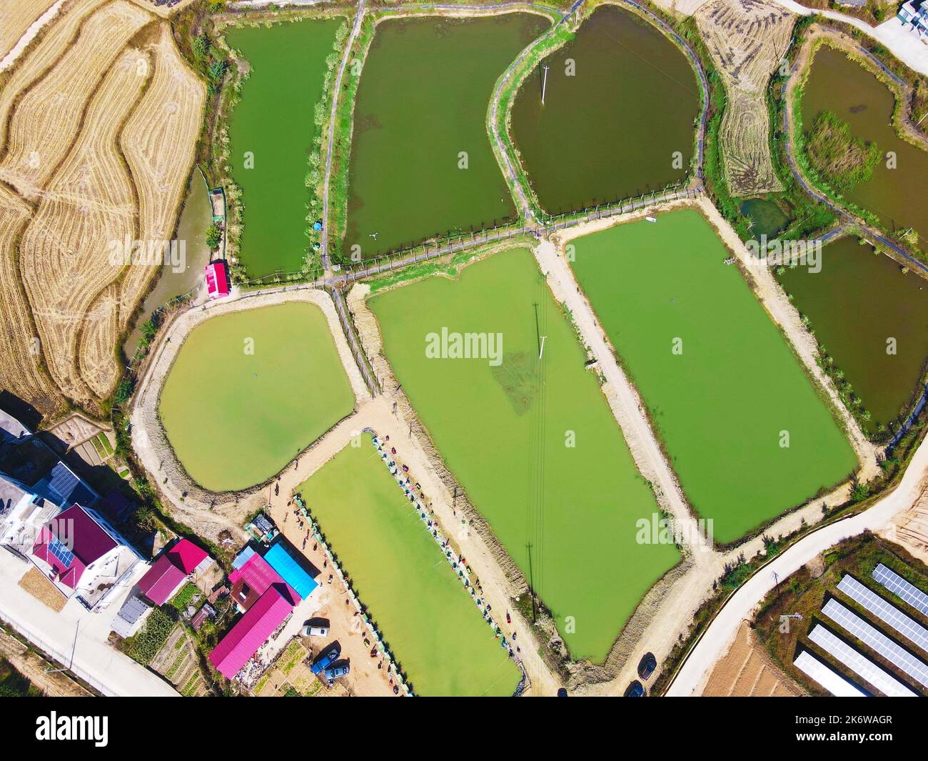 ANQING, CHINA - OCTOBER 16, 2022 - Tourists fish at a breeding base in ...